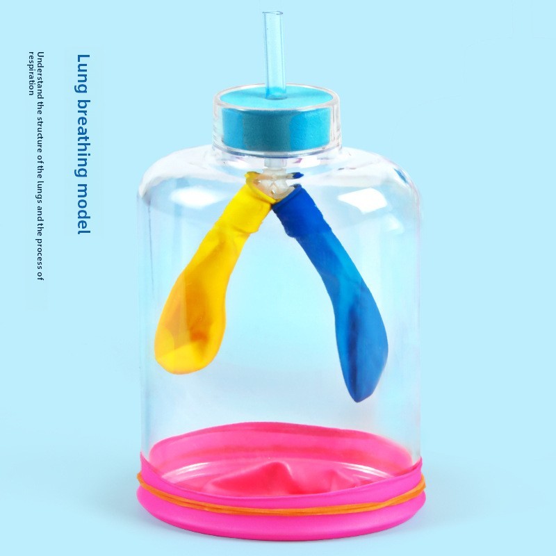 Educational Lung Model Science Kit For Kids With Diaphragm Movement ...