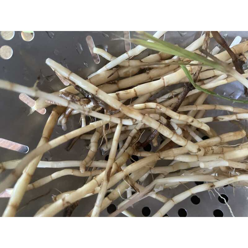 Cogon Grass Roots. 50 Grams Per Order. | Shopee Philippines