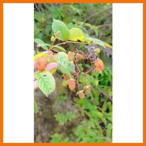 Sampinit/wildRaspberry/potted | Shopee Philippines