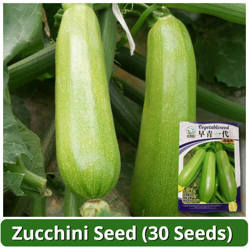 High Yield Zucchini Seeds (30 Seed) Summer Squash Bottle Gourd Seeds ...