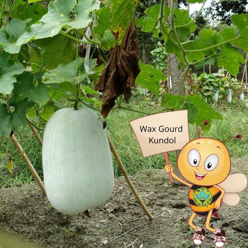 Binhi Pantanim Seeds Kundol Ash Gourd Wintermelon Vegetable Vine ...