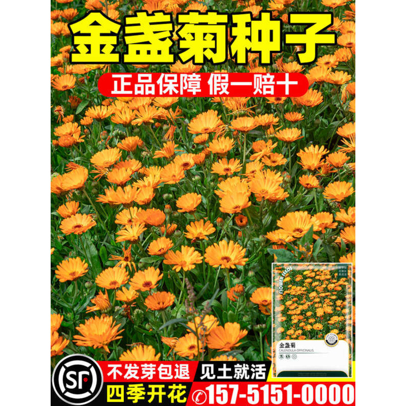 Calendula Seeds Large Flower Double Petal Calendula Seeds Four Seasons ...