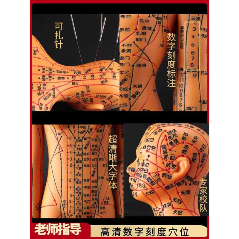 Zhenghe Acupuncture Point Human Model Twelve Meridians Diagram Needle ...