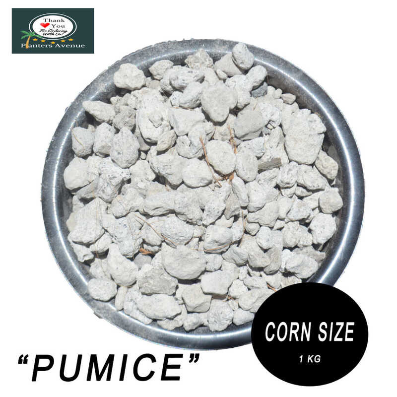 STORE FLASH SALE 1 KG Pumice Corn Size Succulents Supply Garden ...