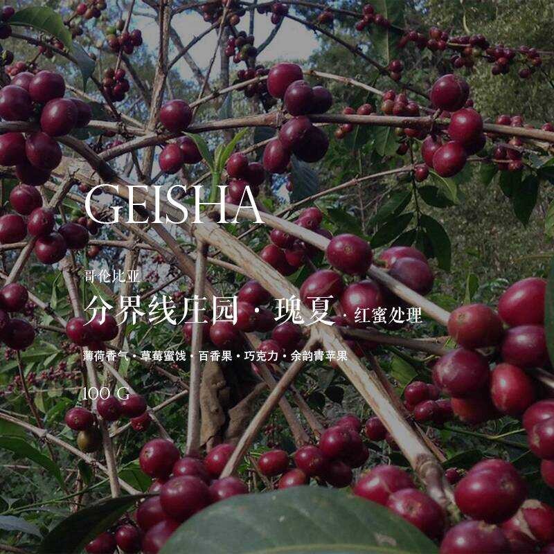 Coffee Beans Order Roasting Colombia Colombia Branch Line Manor Geisha ...
