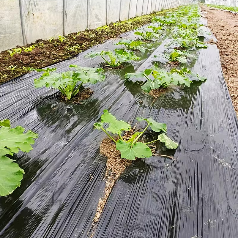 PLASTIC MULCH FILM 80CM X 600M (1 roll black) | Shopee Philippines