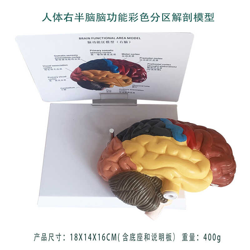 Right Hemisphere Brain Function Colorful Partitioned Anatomy Model ...