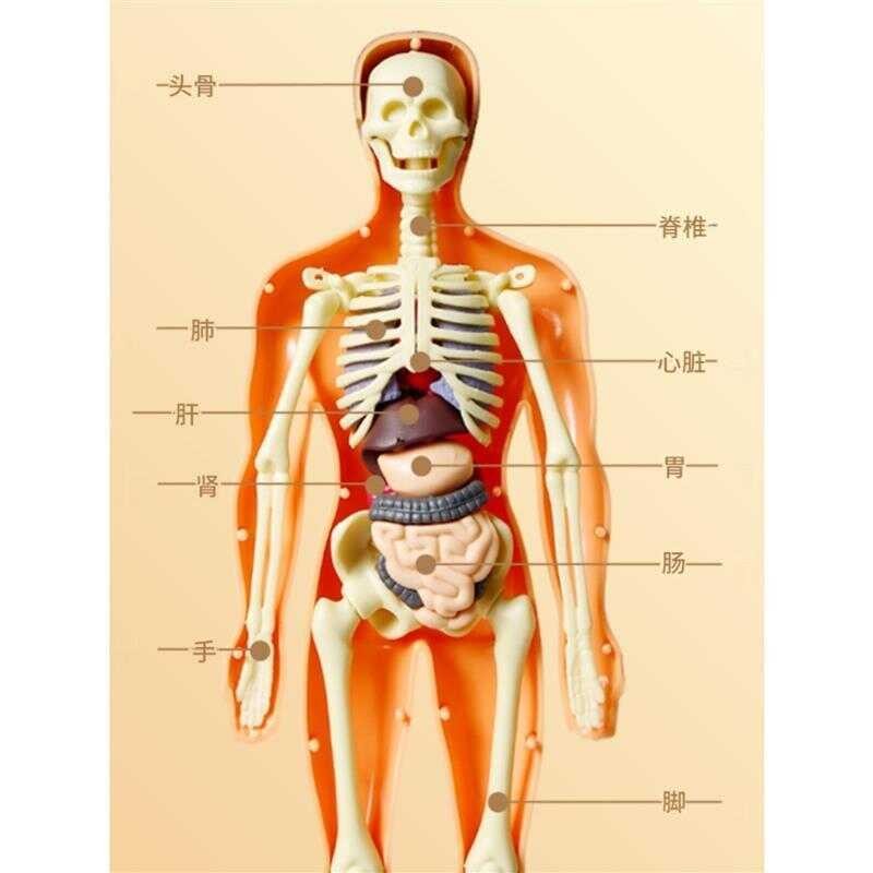 Junior High School Biology Human Body Structure Skeleton Frame Model ...