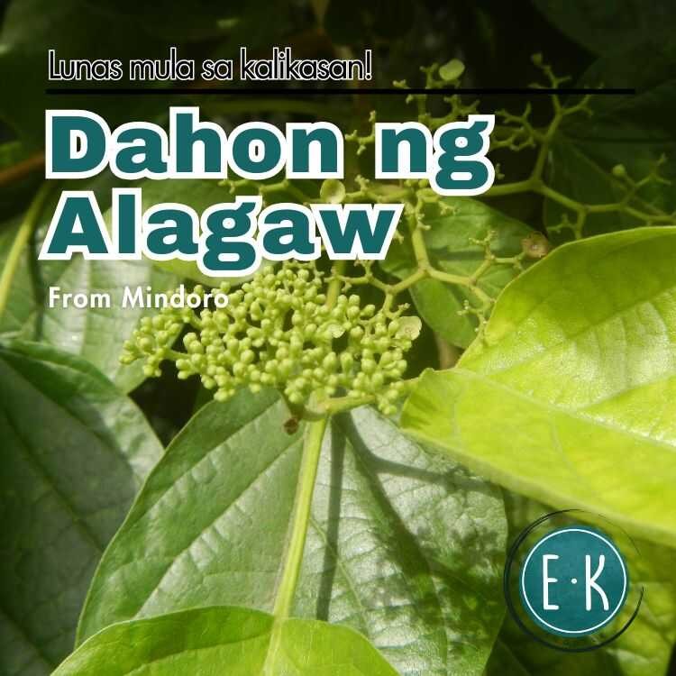 478 Alagaw Leaves | Dahon Ng Sauko Alagao Premna Odorata Blanco + Fresh ...