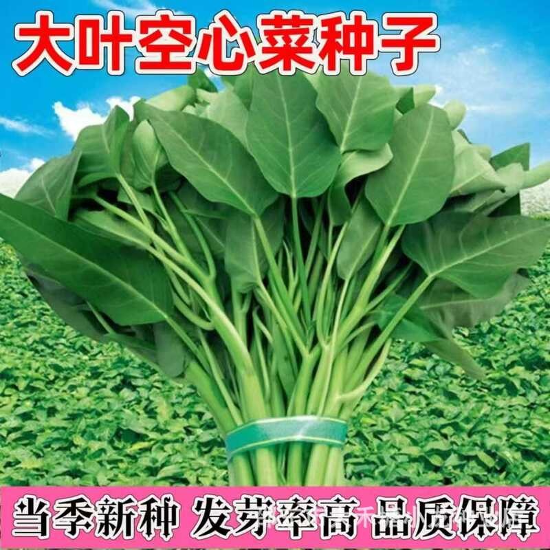 Large Leaf White Stem Water Spinach Seeds Four Seasons Spinach ...