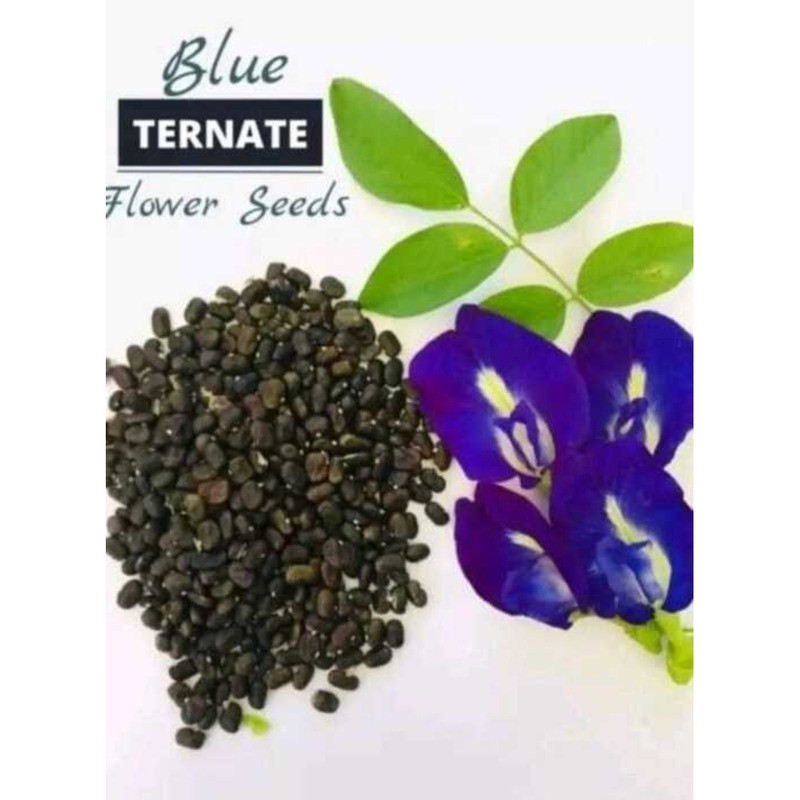 Blueternate Flower Seeds For Planting (40Seeds/Pack) 14 | Shopee ...
