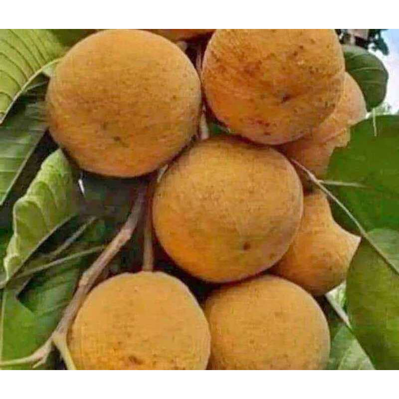 Fruit Seeds 1 Lansones Rambutan Guava Atis Guyabano Duhat Kalumpit ...