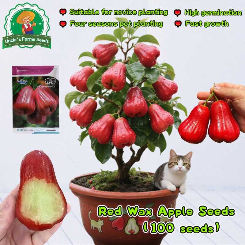 100% Authentic 100Pcs High Yield Red Makopa Wax Planting Tropical Fruit ...