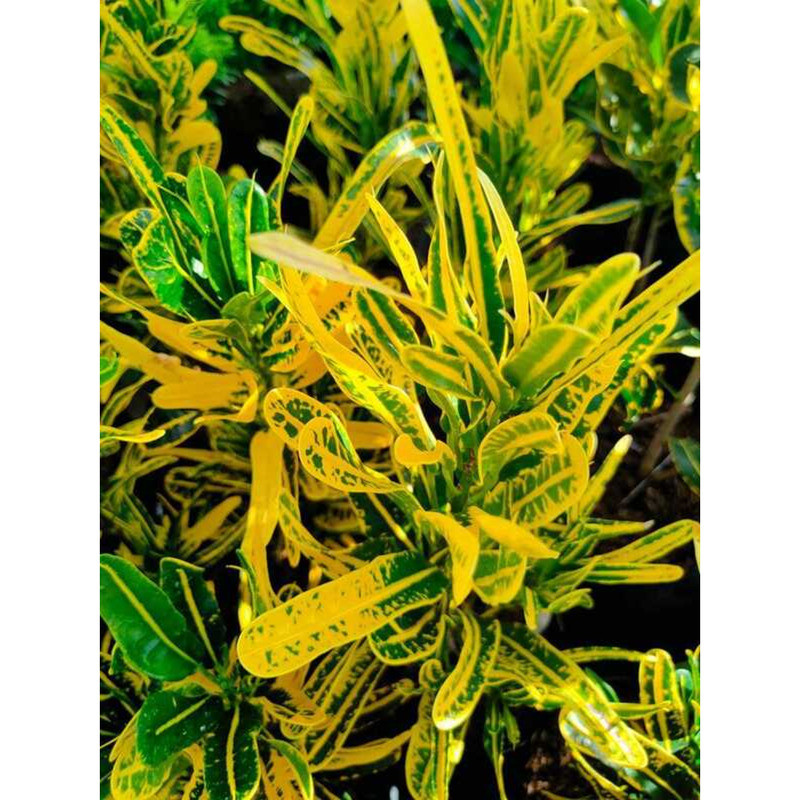 Croton Pure Yellow Lace ( Rare Crotons) With FREE Plastic Pot, Pebbles ...