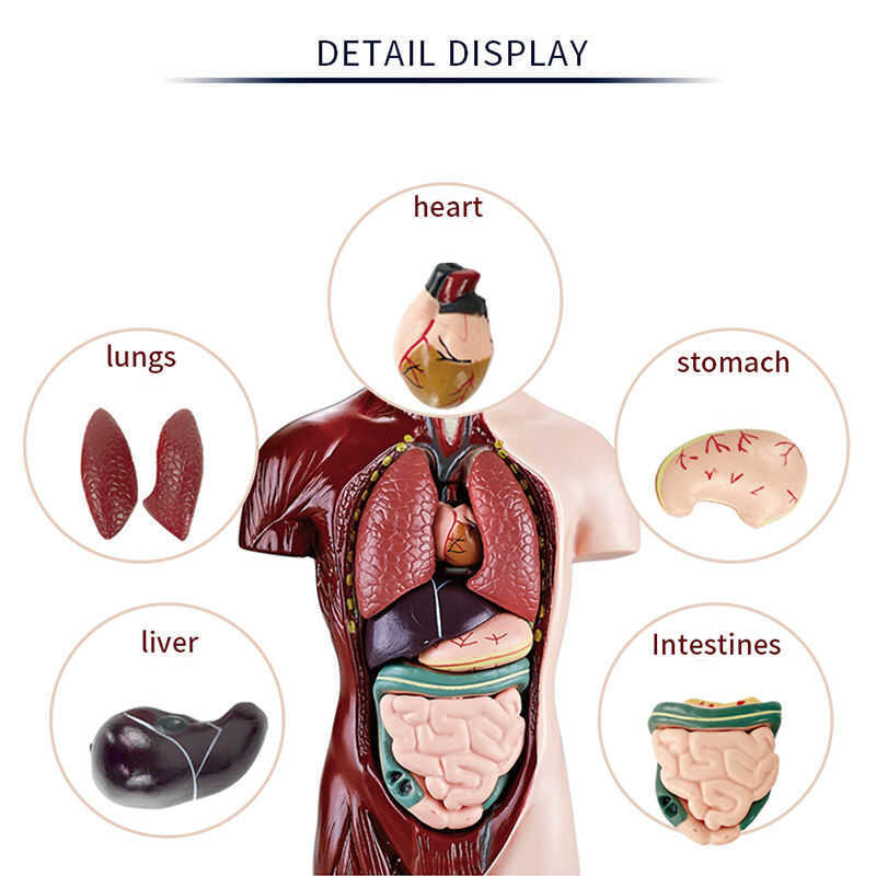 Organ Model Diy Assembled Puzzle Human Body Early Science Education Kid ...