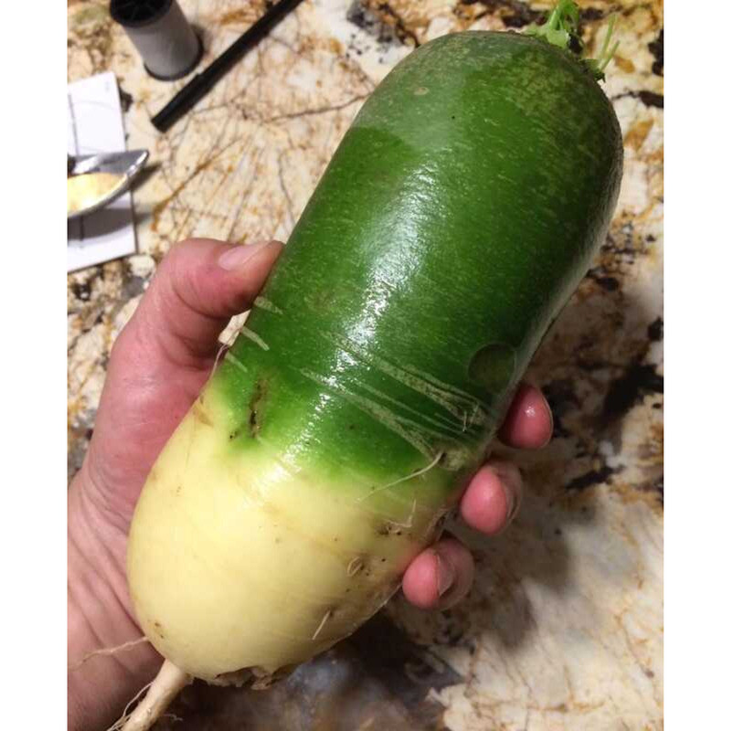 Korean Sweet Crispy Green Water Fruit Radish Labanos Vegetable Seeds ...