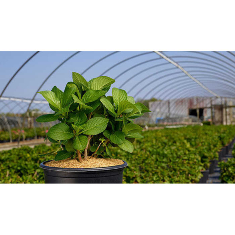 SK 1 Sack Of Fresh Rice Hull Pure Fresh Rice Hull Primary Loam Soil ...