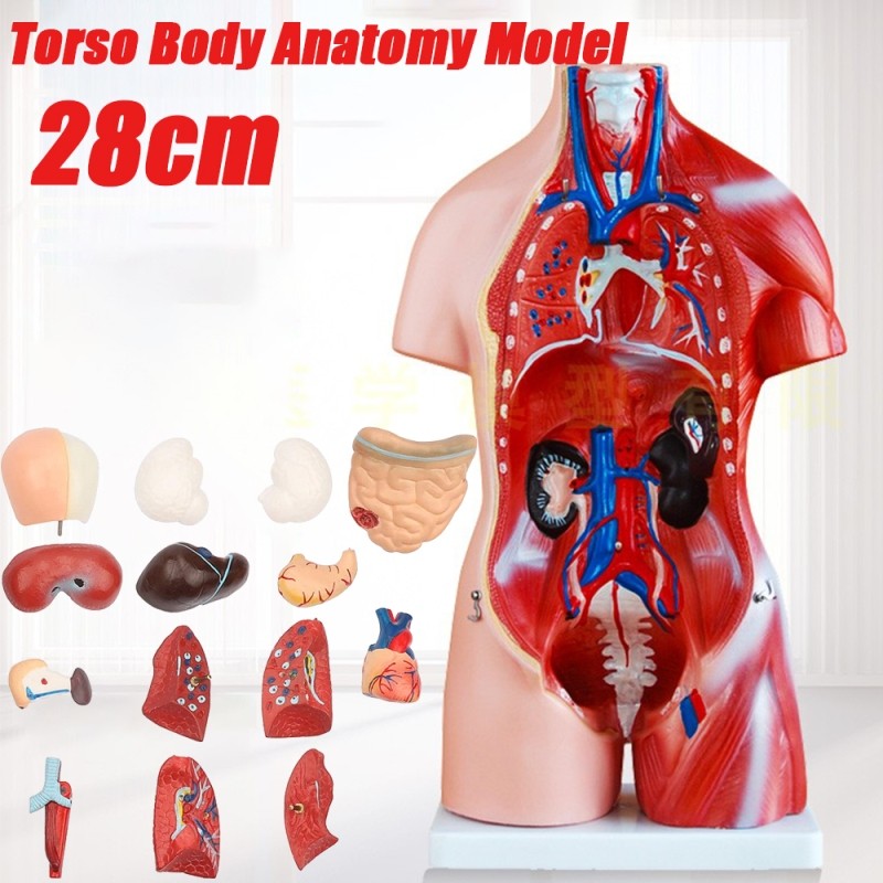 55cm Human Anatomy Model Torso Assembly 19 Parts Medical Education ...