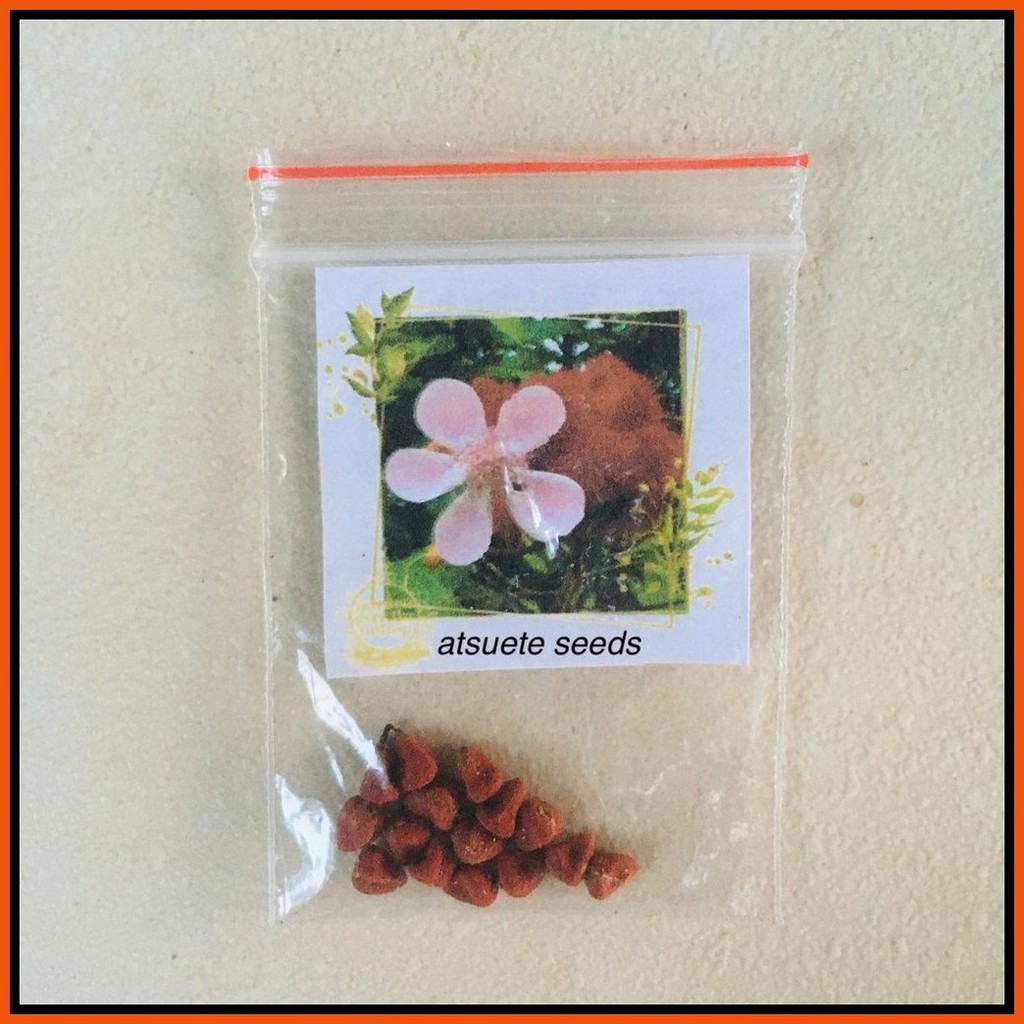 atsuete/achuete/annatto/achiote tree seeds - bright red variety for ...