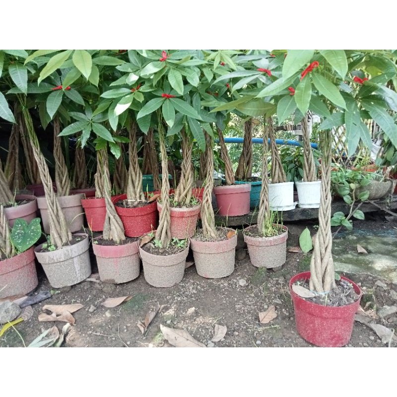 braided moneytree 2-3ft (5-6stems per braid) | Shopee Philippines