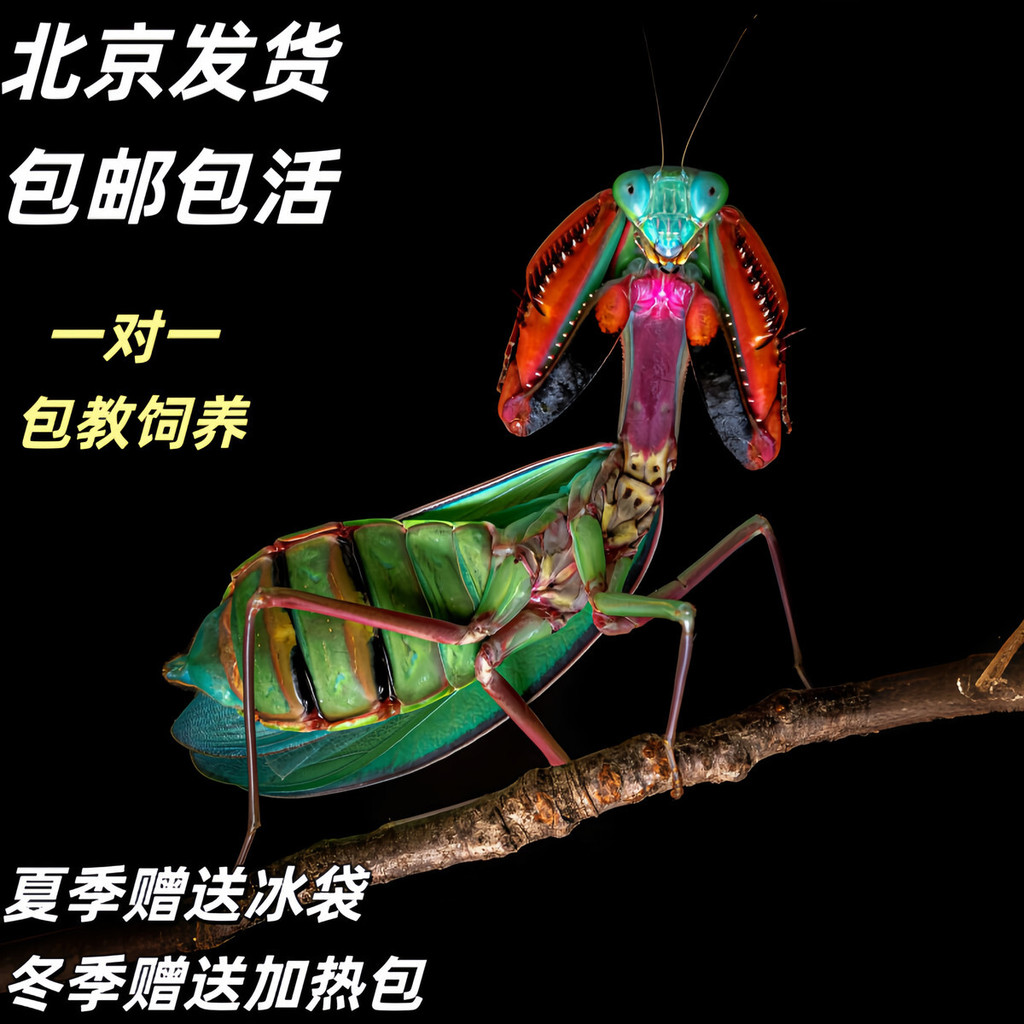 ☑♥ Australian Wide-Bellied Mantis Australian Wide Mantis Pet Mantis ...