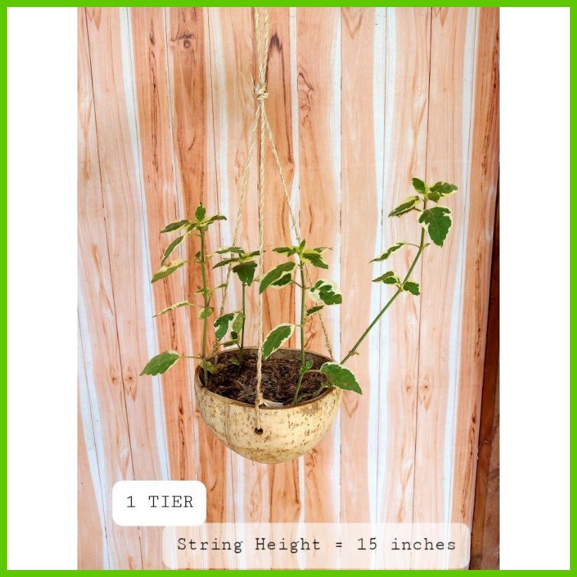 ∤ Hanging Pot/ Coco pot/ Coconut Shell | Shopee Philippines