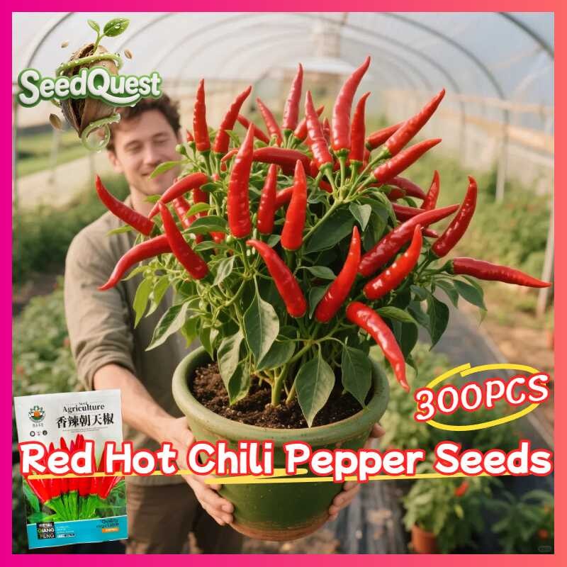 100% Legit 300Pcs Spicy Siling Labuyo F1 Red Planting Vegetables ...