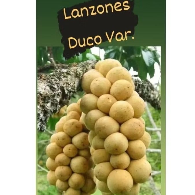 Grafted Lanzones Longkong/ Longgan fruit seedlings | Shopee Philippines