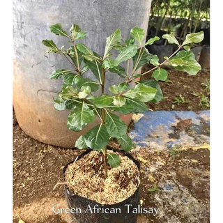 african talisay plants - Best Prices and Online Promos - Dec 2025 ...
