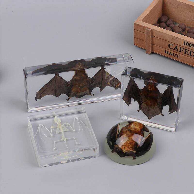 Real Bat Skeleton Specimen In Resin Science Classroom Education Great ...