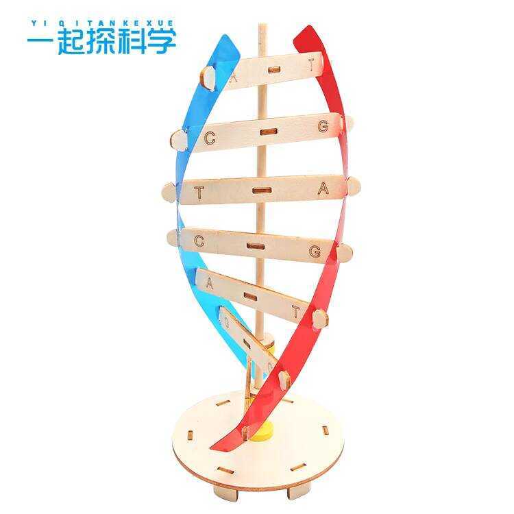 DNA Double Helix Structure Model Technology Small Production Handmade ...
