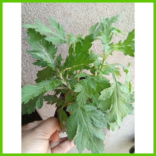 Khingpaul12 Seeds repack Herbal plant (Damong Maria) seed ling bag Poly ...