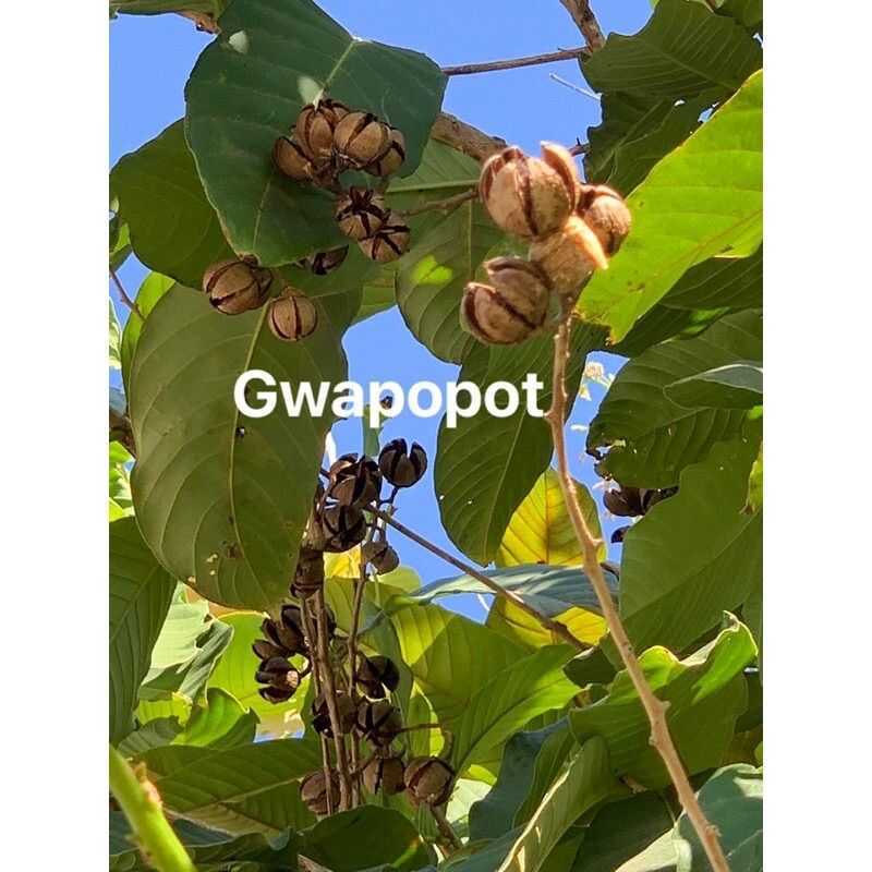 Buy 1 Take Banaba Seeds Lagerstroemia 6Ac | Shopee Philippines