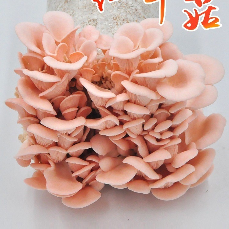 Mushroom Growing Kit Home Cultivation Black Oyster Mushroom Fresh ...