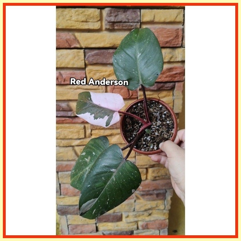 Philodendron Pink Princess | Shopee Philippines