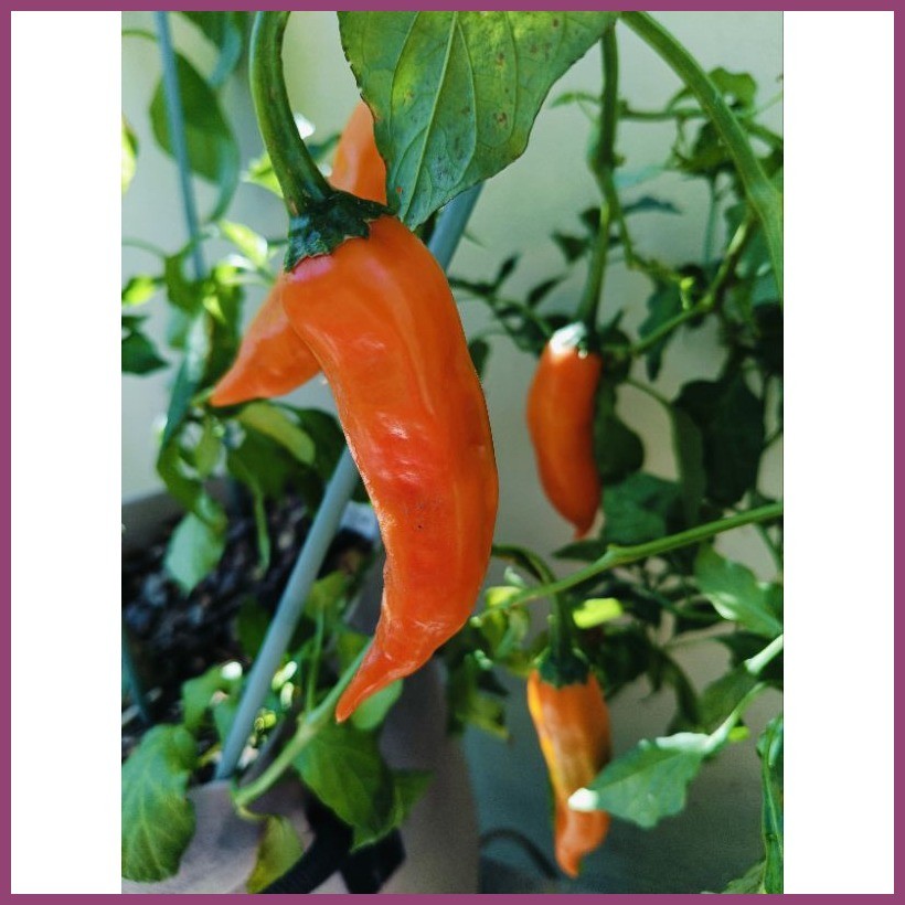۞ Peruvian Aji Amarillo Pepper Seeds (Capsicum Baccatum) | Shopee ...