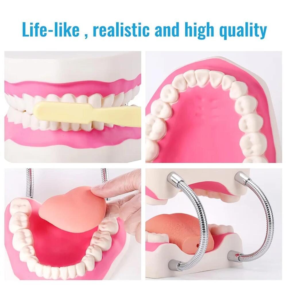 6 Times Teeth Model with Toothbrus Dental Teaching Model Mouth Model ...