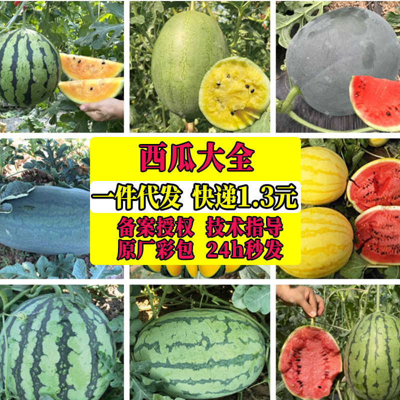 Spring Summer 8414 Kirin Watermelon Seeds Lazy Melon King Black Skin ...