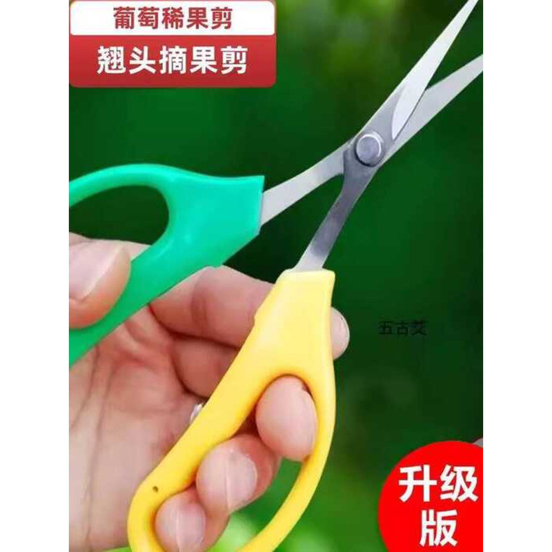 Pruning Grape Picking Stainless Steel Fruit and Vegetable Curved Tip ...