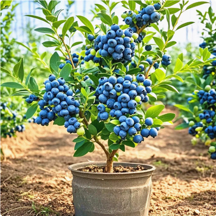 Blueberry Seeds Blueberry Seedlings Seeds Indoor Outdoor Balcony Garden ...