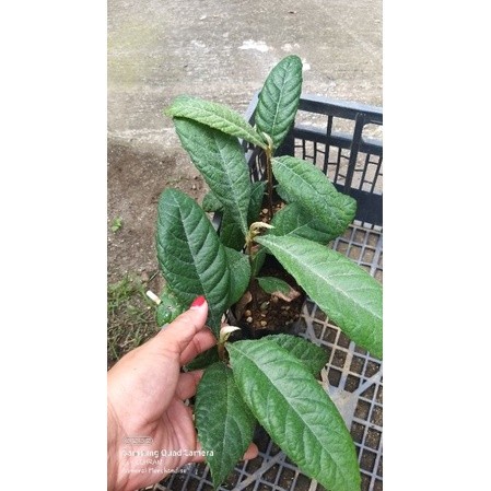 Japanese Plum/Loquat/Eriobotrya Japonica hybrid Greece Rare Fruit ...
