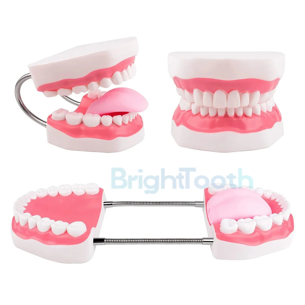 6 Times Teeth Model with Toothbrus Dental Teaching Model Mouth Model ...
