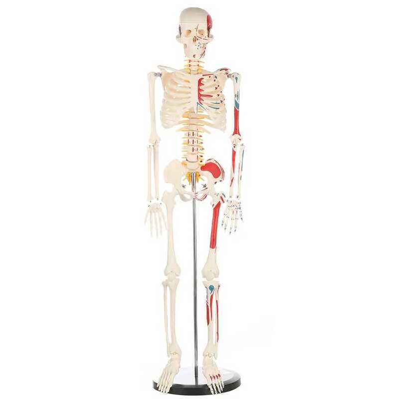 X Human Skeleton 85Cm Half Include The Mark Of Muscle Origins And ...