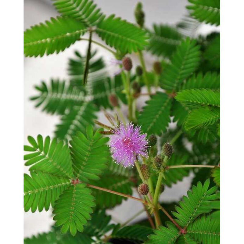 88 SALE TOUCH ME NOT / Makahiya Live Plant With FREE Fertilizer B12 ...