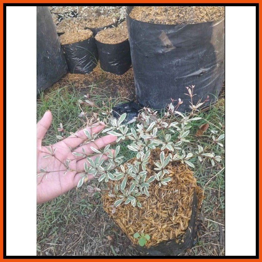 VARIEGATED AFRICAN TALISAY PLANT (SMALL) | Shopee Philippines