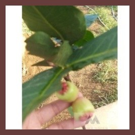 ∛ ⇦ Grafted Makopa Java Apple live plant Bangkok Thailand Variety dwarf ...
