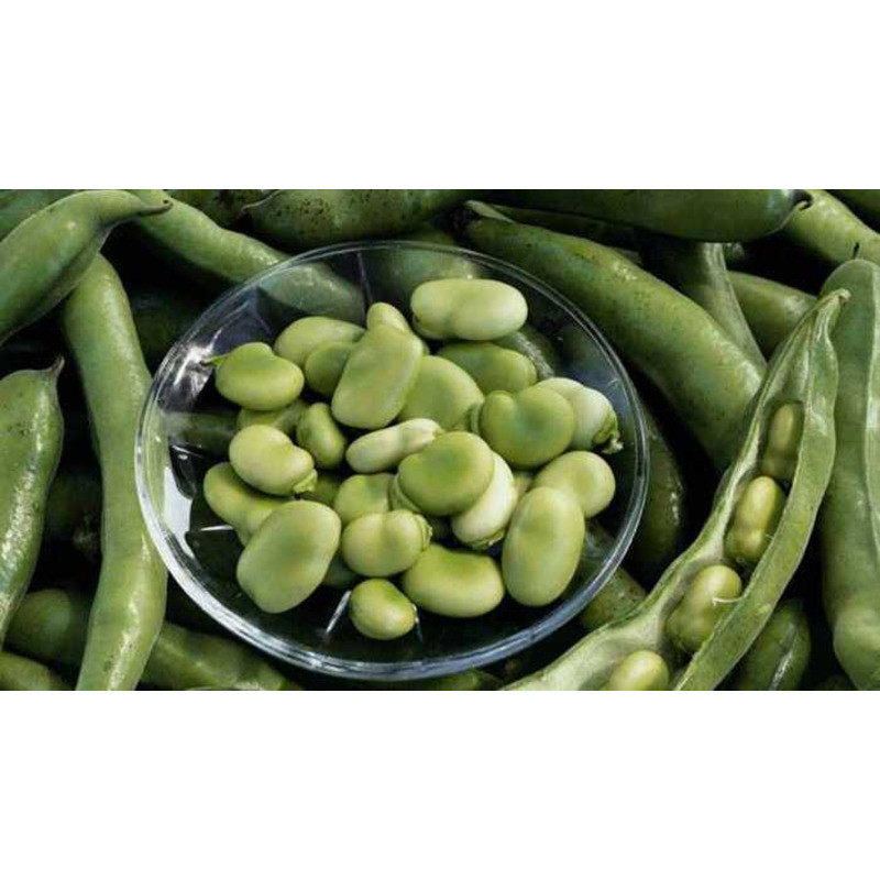 High Yield Broad Fava Beans Vegetable Seeds 20 Seeds - Basic Farm House ...