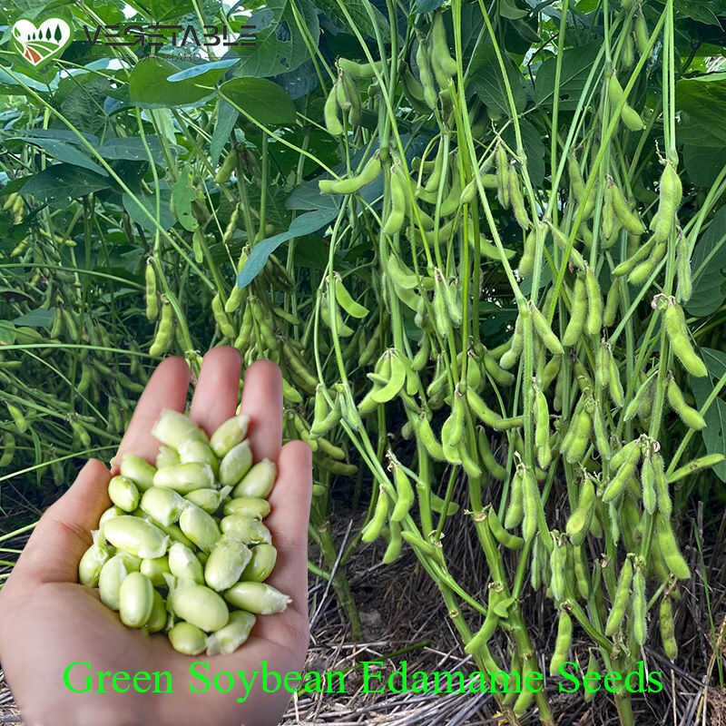 Green Soybean Soya Beans Vegetable 20 Seeds - Edamame Seeds 14B ...