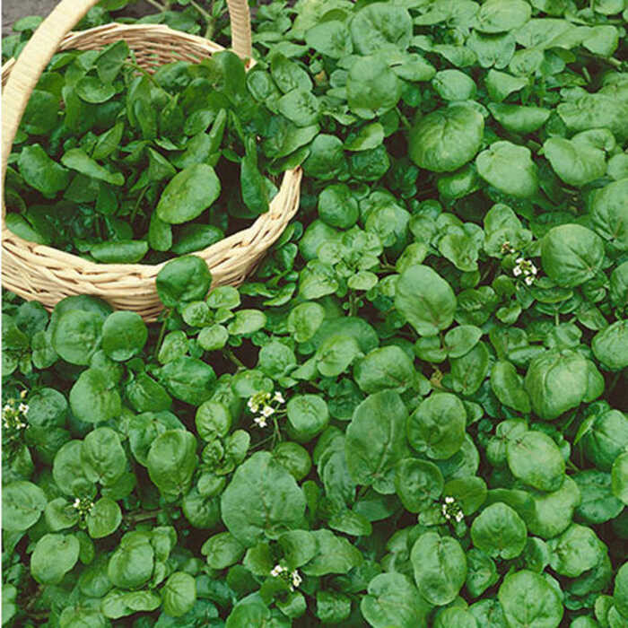 True Watercress Vegetable Heirloom - Rare Herb Seeds | Shopee Philippines