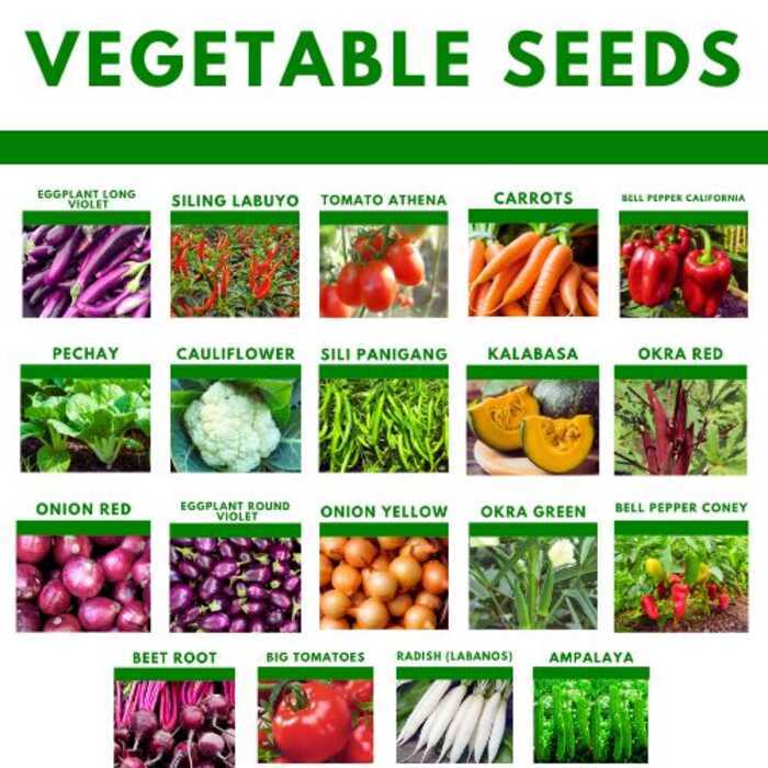 Vegetable Seeds Kamatis Pechay Talong Ampalaya Sibuyas Okra Sili 919 ...
